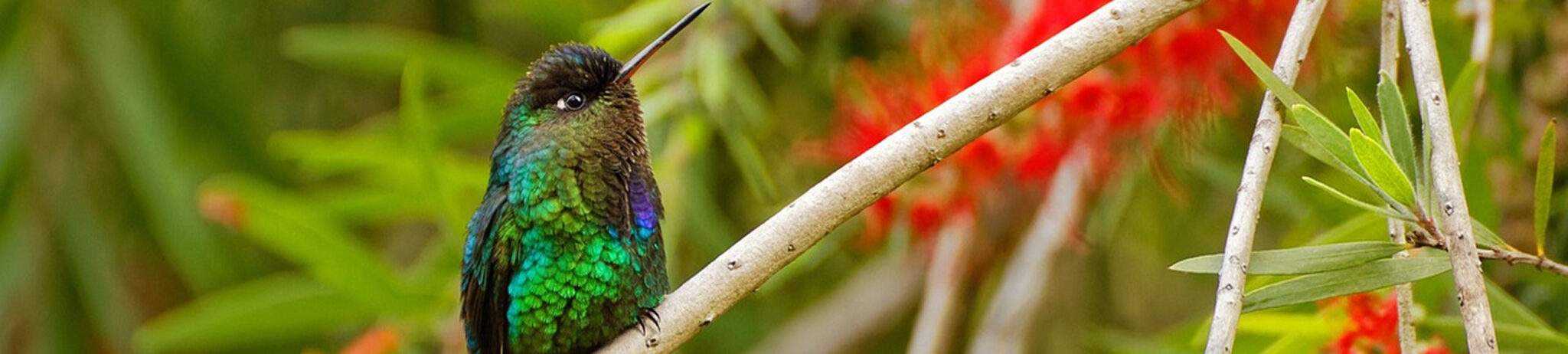 Apprenticeship Program - Bahamas Development Bank